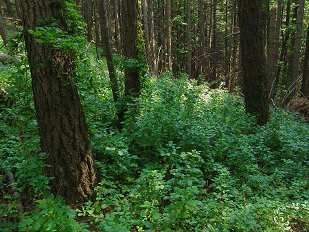 10 Common Poison Oak Myths | WyEast Blog