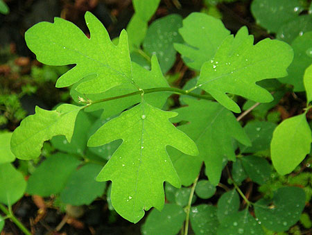 10 Common Poison Oak Myths | WyEast Blog