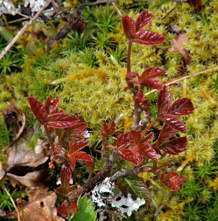 10 Common Poison Oak Myths | WyEast Blog