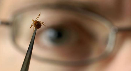 Ticks! Ticks! (10 Common Myths) | WyEast Blog