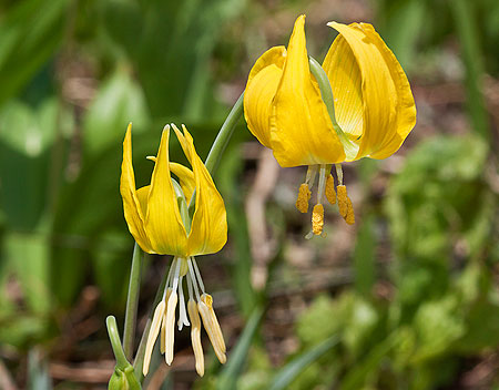 Oregon Fawn Lily | WyEast Blog
