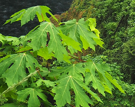 Meet the (Northwest) Maples! | WyEast Blog