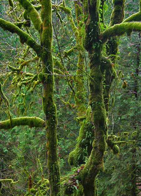 Meet the (Northwest) Maples! | WyEast Blog