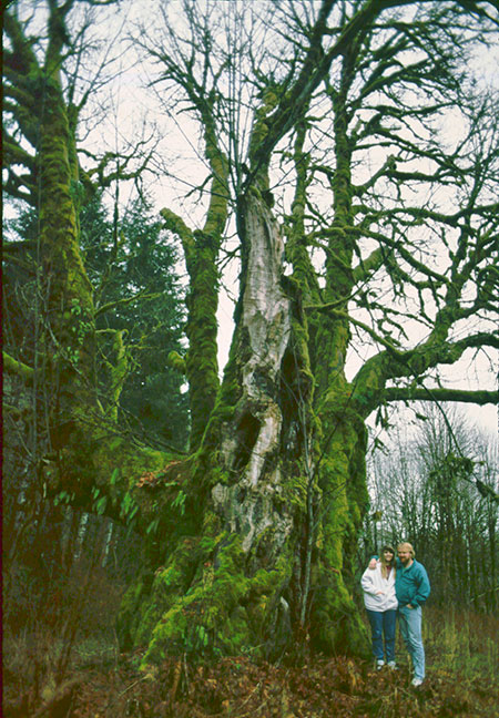 Meet the (Northwest) Maples! | WyEast Blog