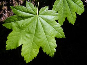 Meet the (Northwest) Maples! | WyEast Blog