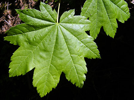 Meet the (Northwest) Maples! | WyEast Blog