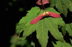 Meet the (Northwest) Maples! | WyEast Blog