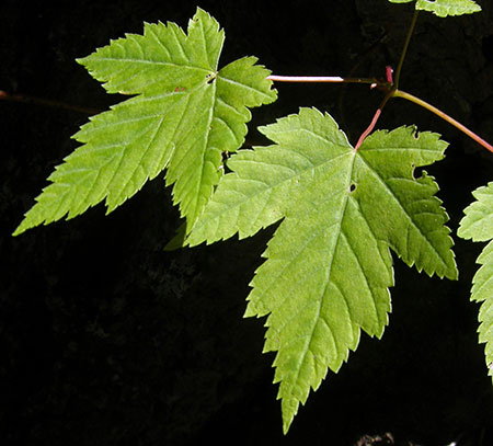 Meet the (Northwest) Maples! | WyEast Blog