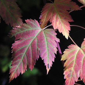 Meet the (Northwest) Maples! | WyEast Blog