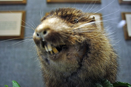 Mountain Beaver? 13 Things to Know! | WyEast Blog