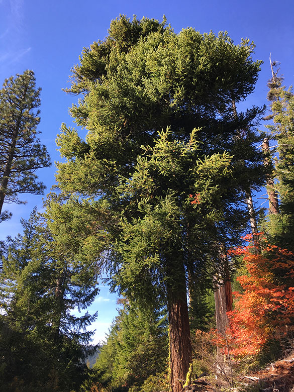 13 things to know… before you stand under the Mistletoe! | WyEast Blog