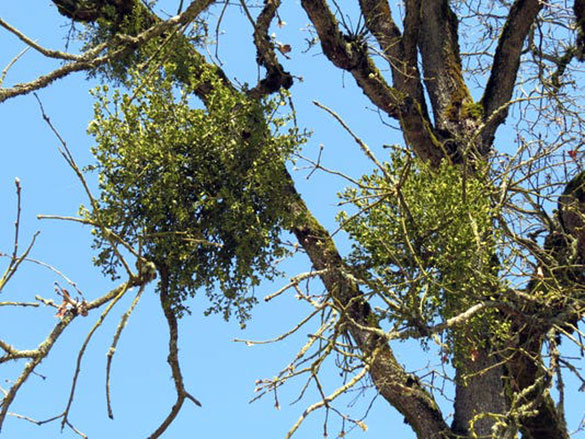 13 things to know… before you stand under the Mistletoe! | WyEast Blog