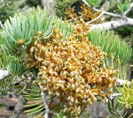 13 things to know… before you stand under the Mistletoe! | WyEast Blog
