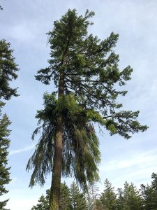 13 things to know… before you stand under the Mistletoe! | WyEast Blog