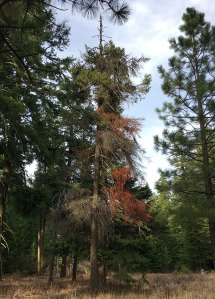 13 things to know… before you stand under the Mistletoe! | WyEast Blog