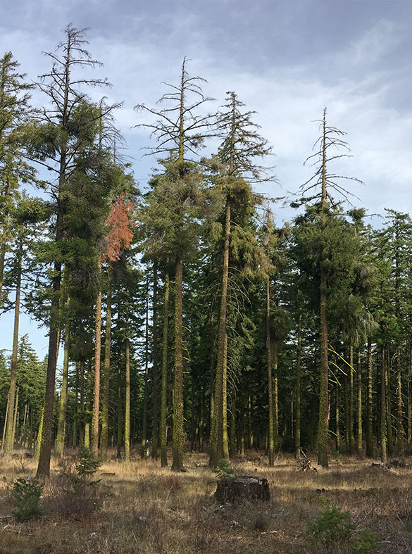 13 things to know… before you stand under the Mistletoe! | WyEast Blog