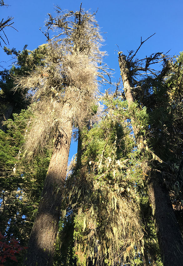 13 things to know… before you stand under the Mistletoe! | WyEast Blog