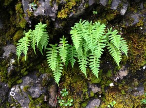 Licorice Fern… Forest Contrarian? | WyEast Blog