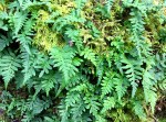 Licorice Fern… Forest Contrarian? | WyEast Blog