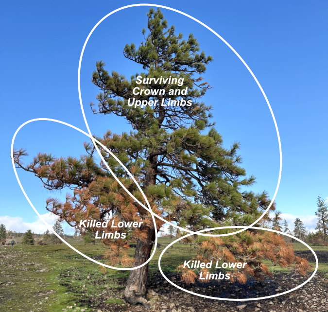 The Burdoin Fire – Part 1: Resiliency | WyEast Blog